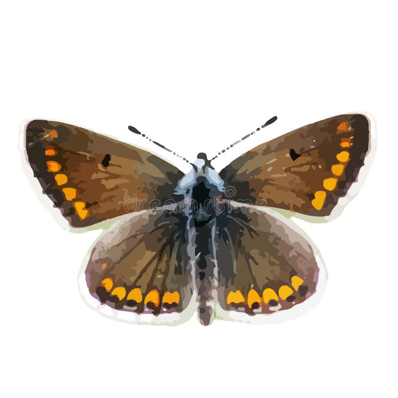 Argus Stock Illustrations – 71 Argus Stock Illustrations, Vectors ...