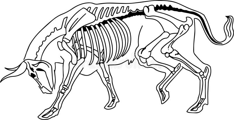 Vector Illustration of a Bull Skeleton with a Stroke Stock Vector ...