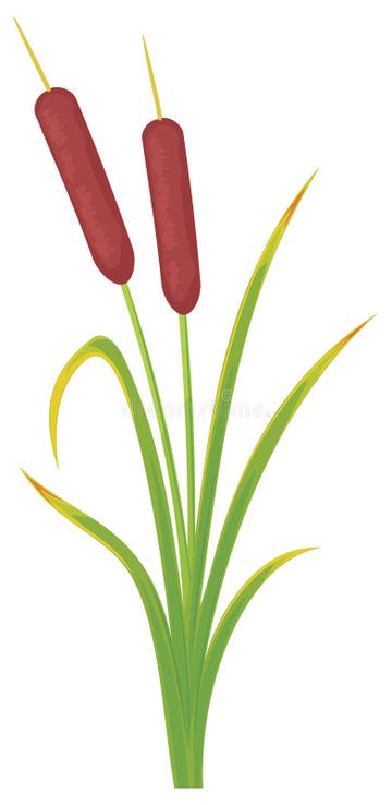 Reeds stock vector. Illustration of bulrush, floral, grow - 30108379
