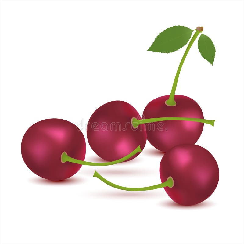 Bunch Of Fresh, Juicy, Ripe Cherries. Vector Stock Vector ...
