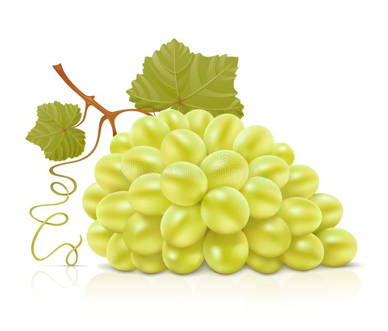 Green grapes stock vector. Illustration of design, healthy - 199663211