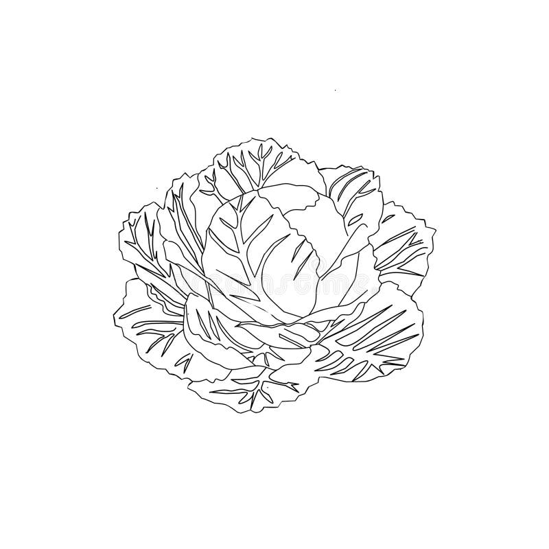 Vector Illustration of Cabbage Vegetable Fresh and Vibrant Greenery ...