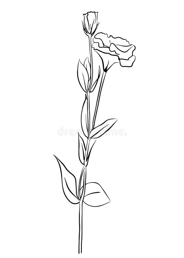 Vector Illustration of a Carnation Flower. Doodle Style Stock Vector ...