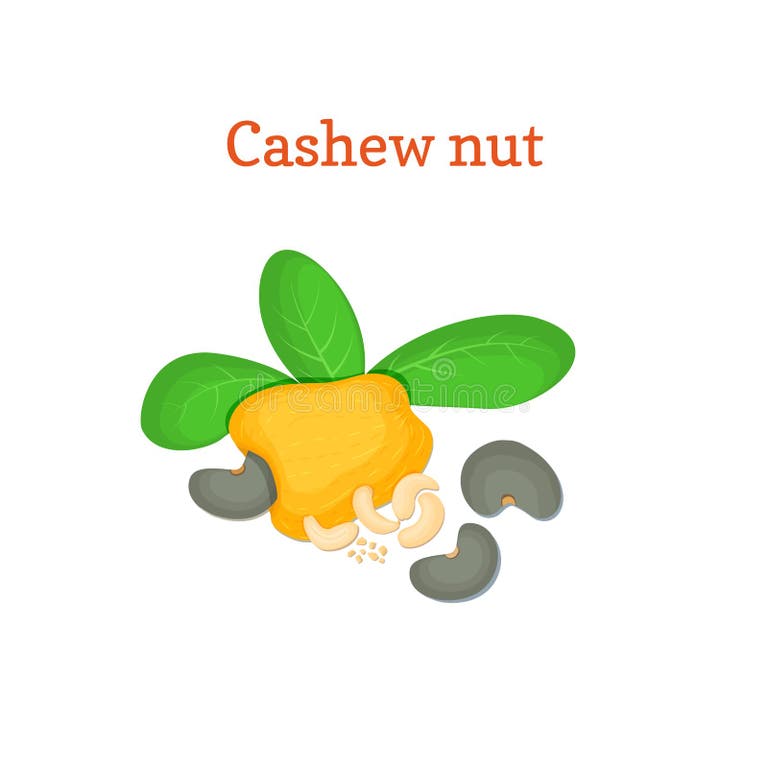 Fruit Cashew Tree Stock Illustrations – 1,001 Fruit Cashew Tree Stock ...