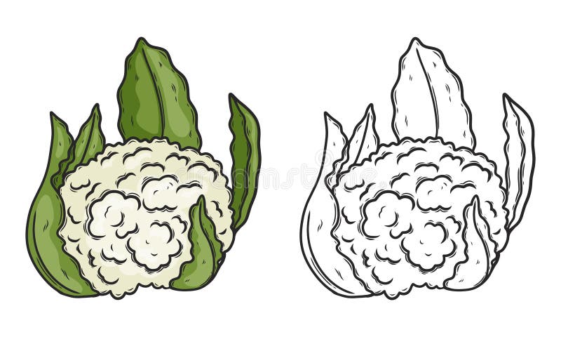Vector Illustration of Cauliflower. Line Drawing and Coloring ...