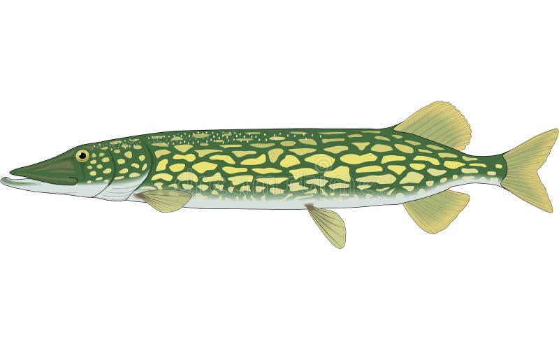 Pickerel