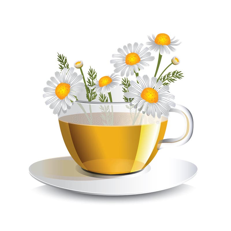 Vector Illustration Chamomile Tea in a Transparent Cup Stock Vector ...