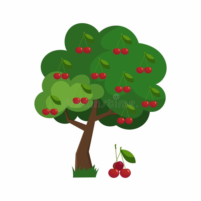 Vector Illustration of a Cherry Tree in Flat Style on a White ...