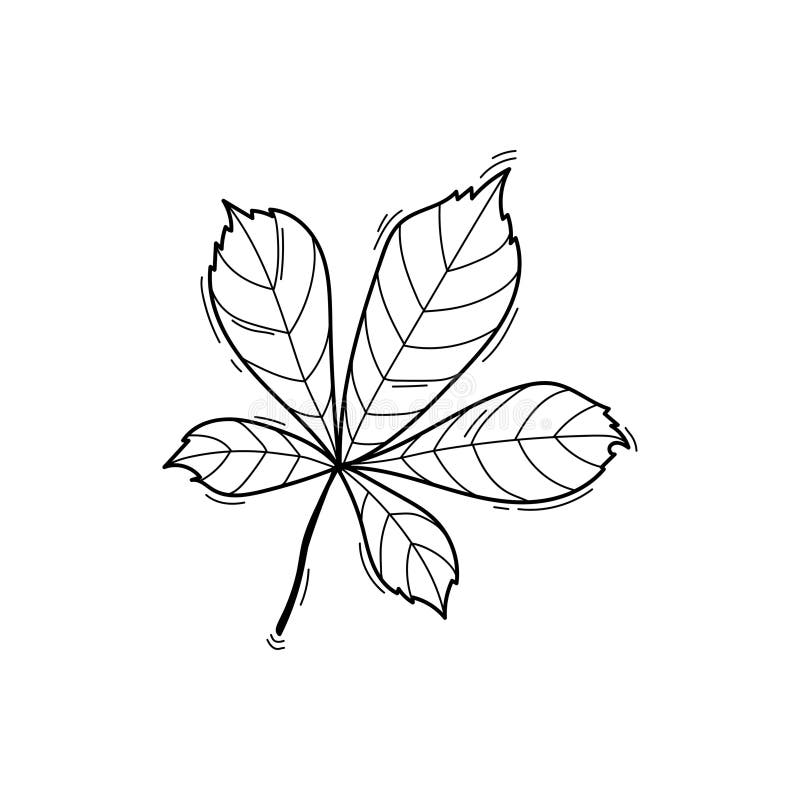 Chestnut. Doodle Pencil Drawn Fruits in Black and White. Hand Drawn ...