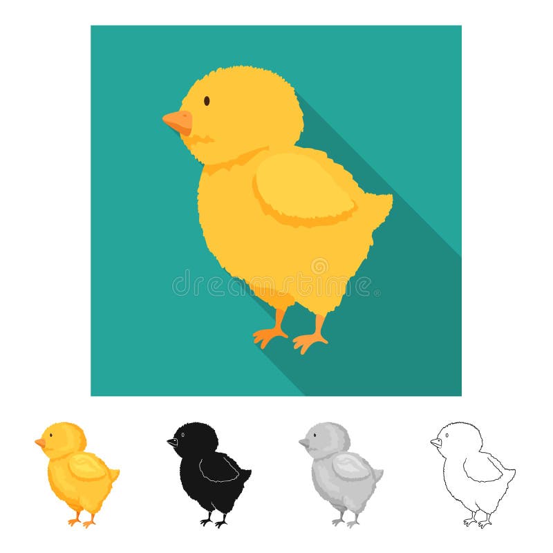 Vector Design of Chick and Easter Symbol. Set of Chick and Cute Vector ...