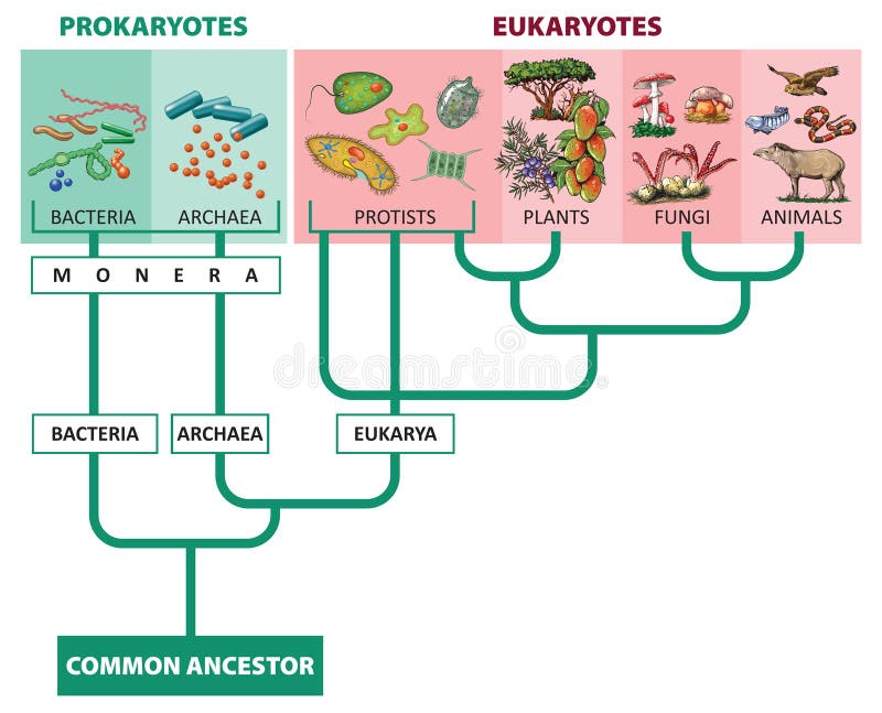 Species Classification Tree