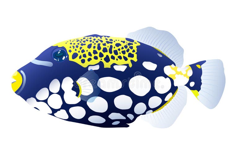 Tail Triggerfish Stock Illustrations – 32 Tail Triggerfish Stock ...