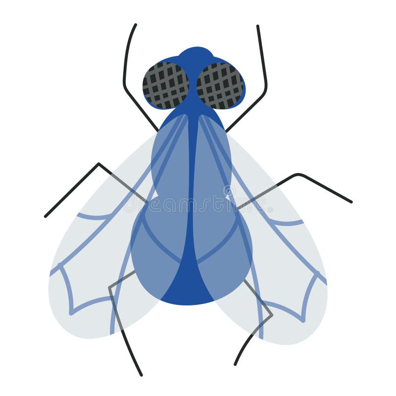 Vector Illustration of Colorful Insect Fly Isolated on White. Hand ...