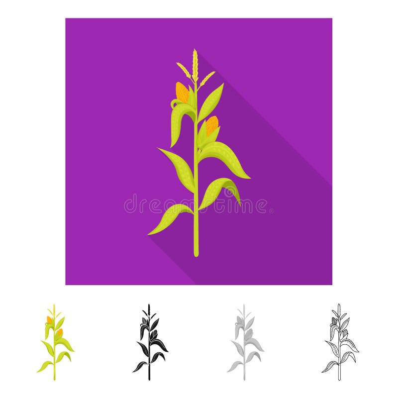 Vector Illustration of Corn and Stalk Symbol. Set of Corn and Field ...