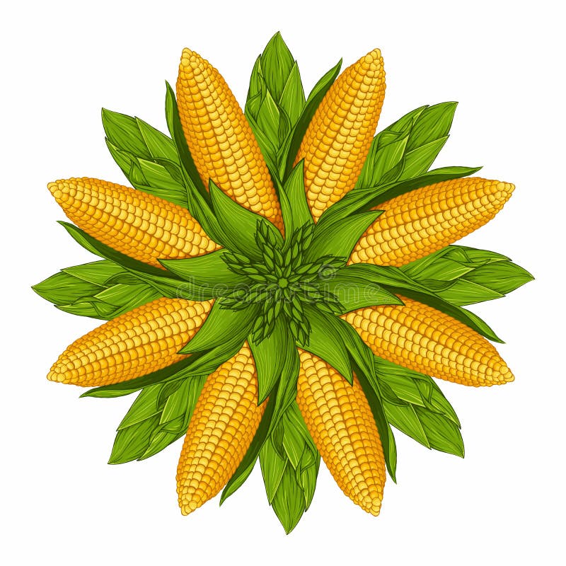 Border Design With Fresh Corn Stock Vector - Illustration of vegetable ...