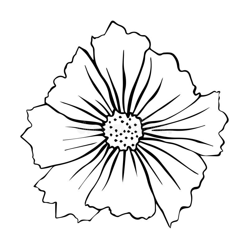 Vector Illustration of Cosmos Flower. Cosmos Flower for Your Design ...