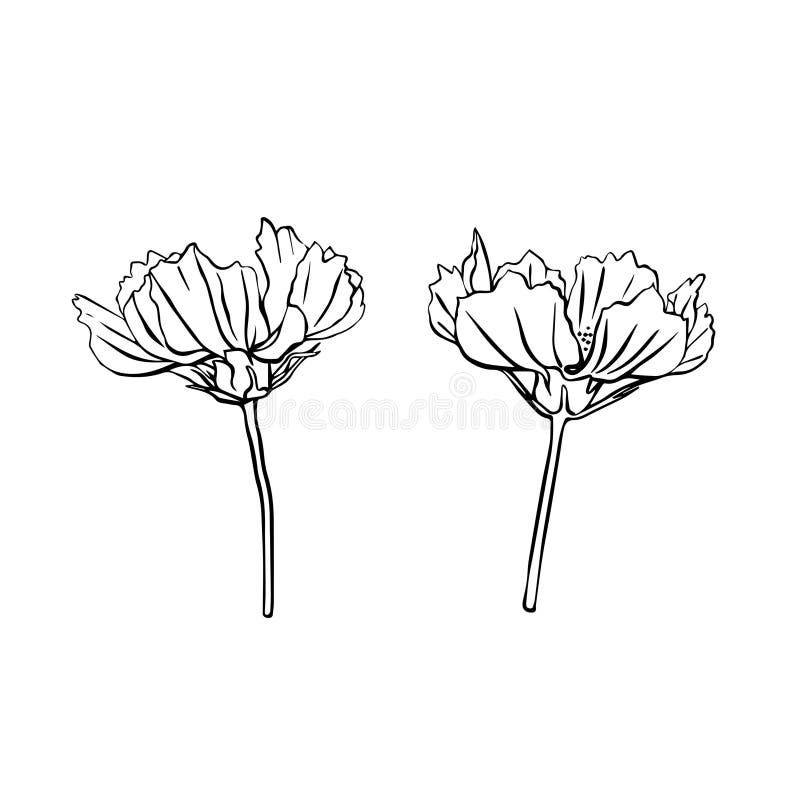 Vector Illustration of Cosmos Flower. Cosmos Flower for Your Design ...