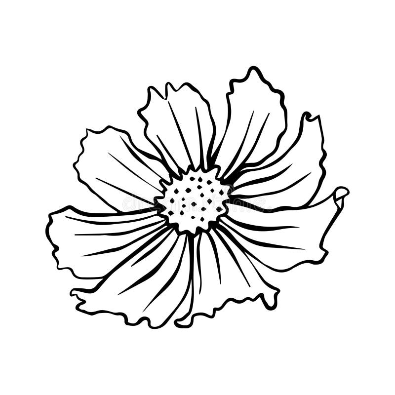 Vector Illustration of Cosmos Flower. Cosmos Flower for Your Design ...