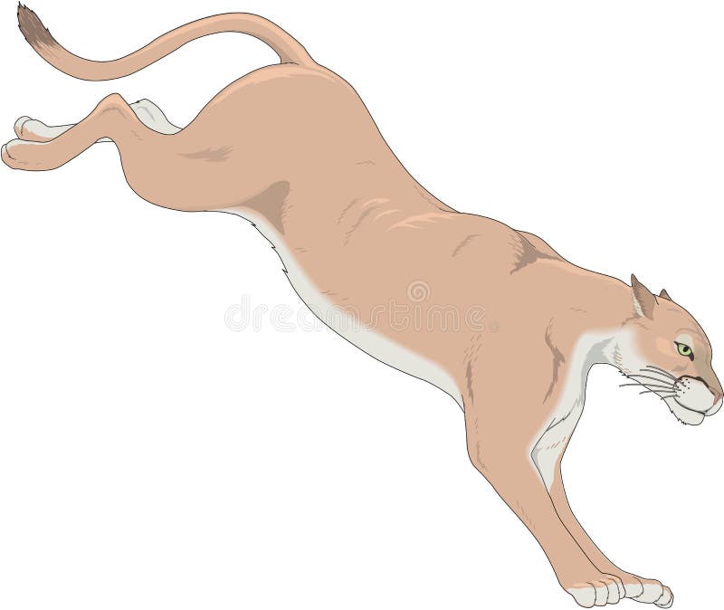 Leaping cougar stock vector. Illustration of aggressive - 94221962