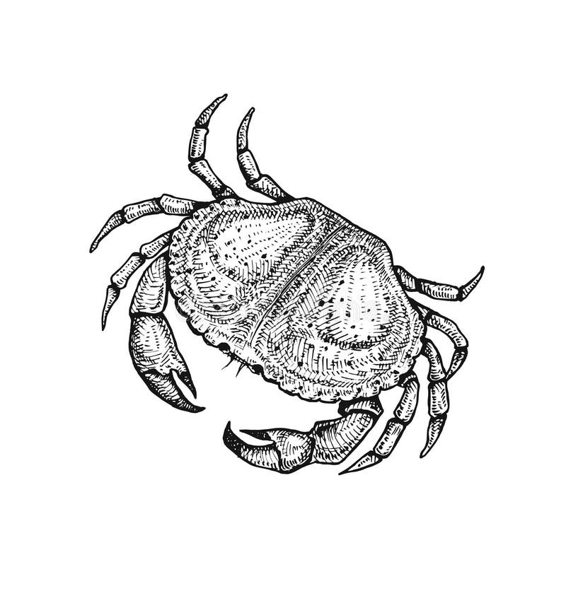 Sea Crab Hand Drawn Engraving Style Sketch Underwater Animals Stock ...