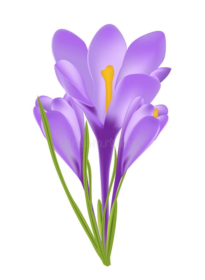Vector Illustration of Crocus Flower Stock Vector - Illustration of ...