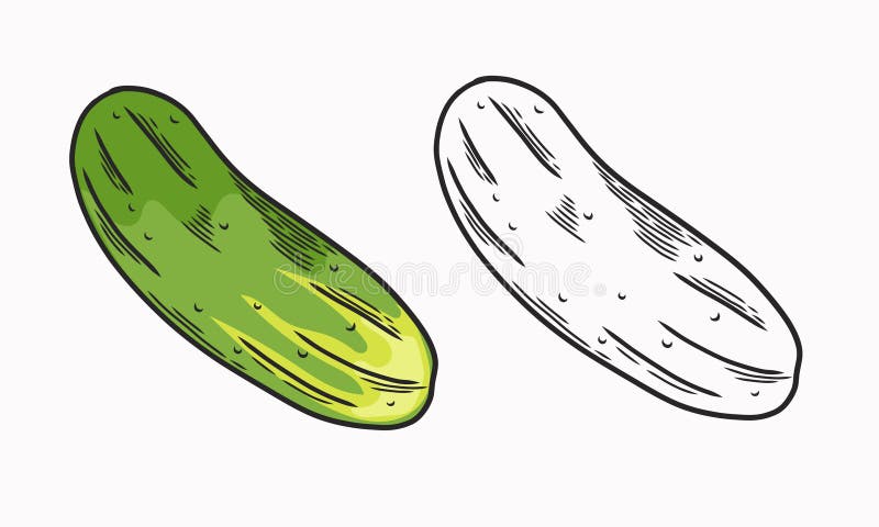 Cucumber Line Drawing Stock Illustrations – 3,771 Cucumber Line Drawing ...