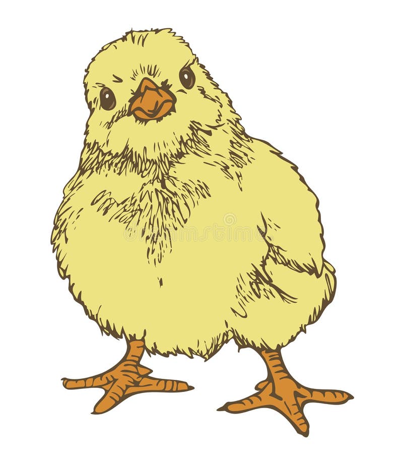 Vector Illustration of Cute Little Chick. Stock Illustration ...