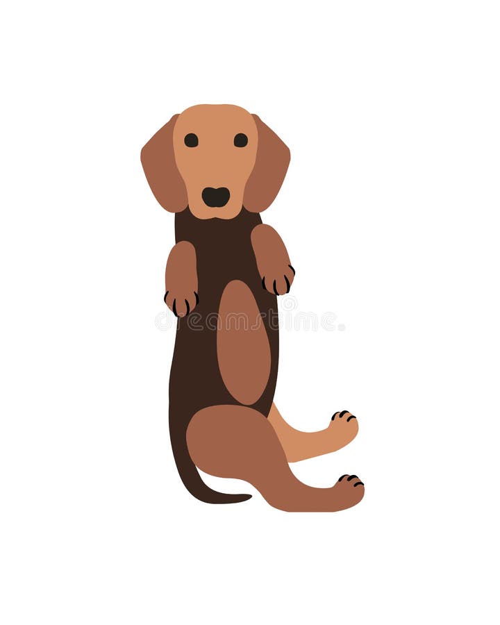 Vector Illustration - Dachshund Dog Puppy Stock Vector - Illustration ...