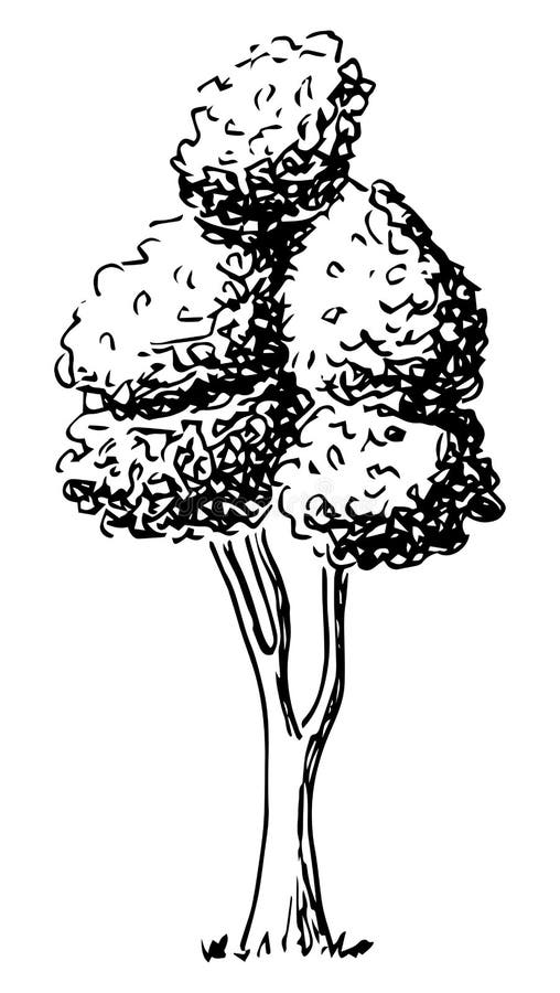 Broadleaf Drawing Stock Illustrations – 236 Broadleaf Drawing Stock ...