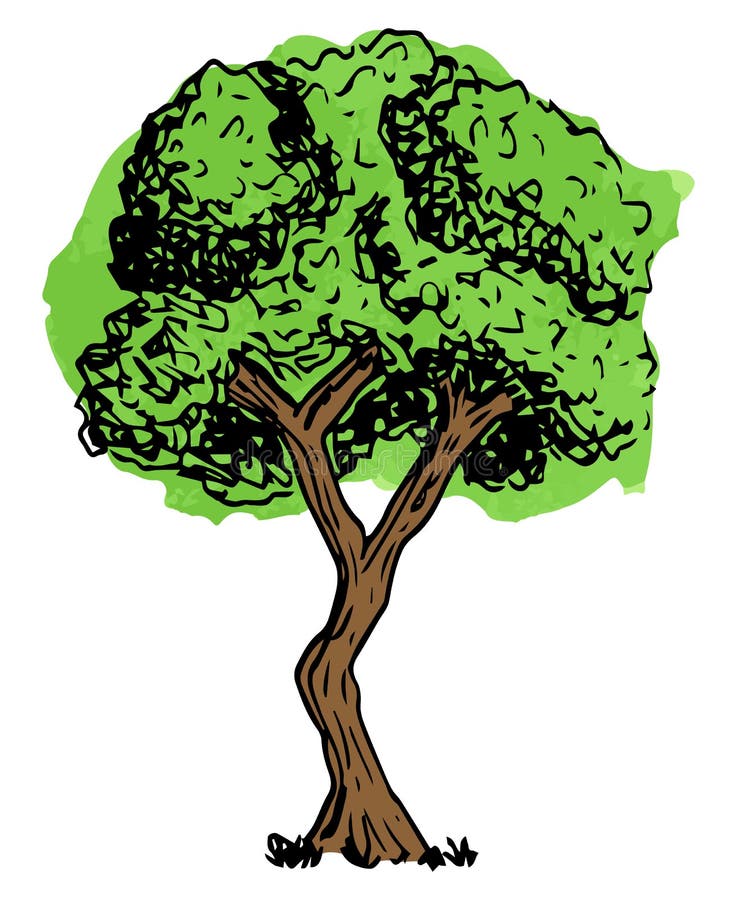 Narra Tree Drawing