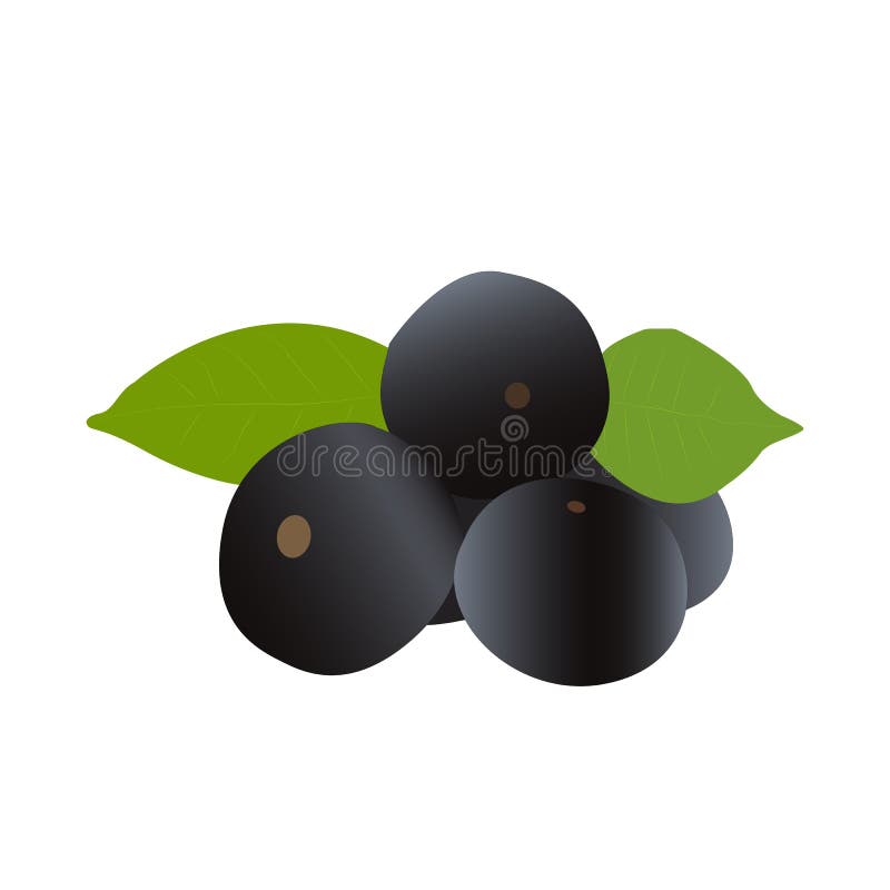 Acai berries vector stock vector. Illustration of healthy - 134235032