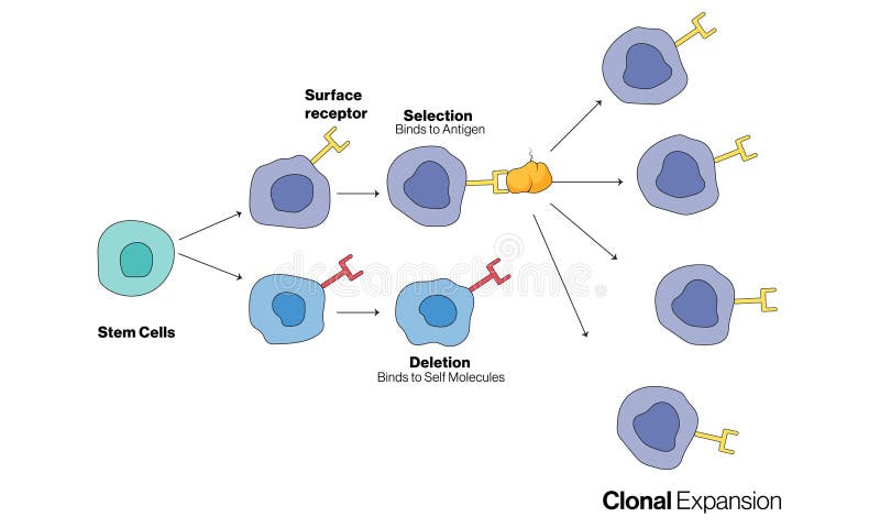 Illustration of Clonal Selection Theory in Immunology on a White ...