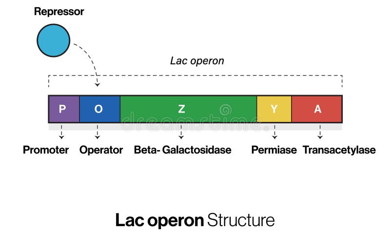 Illustration of Lac Operon Structure on White Background Demonstrating ...