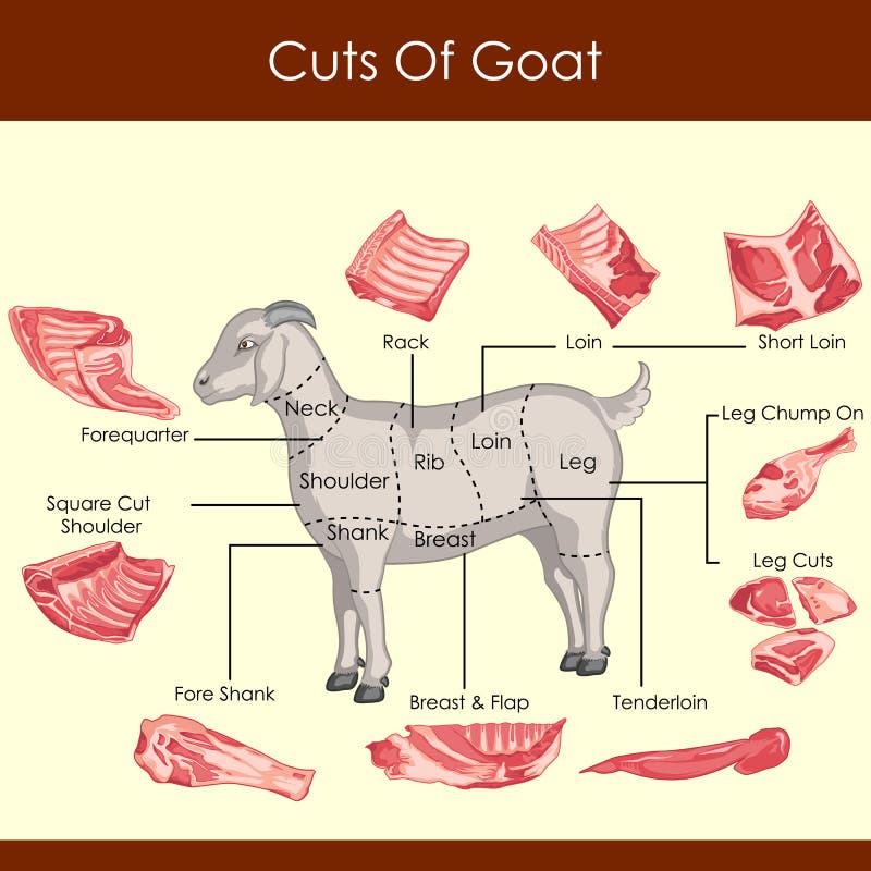 Meat Cuts. Poster Butcher Diagram And Scheme - Lamb Stock Vector ...