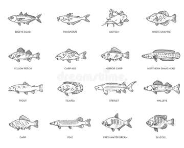 Cartoon Pangasius Stock Illustrations – 9 Cartoon Pangasius Stock ...