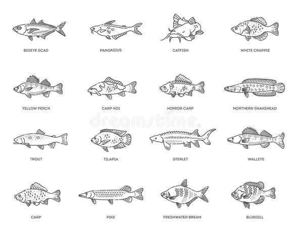 Freshwater Fish Set. Types of Edible Fish Stock Vector - Illustration ...