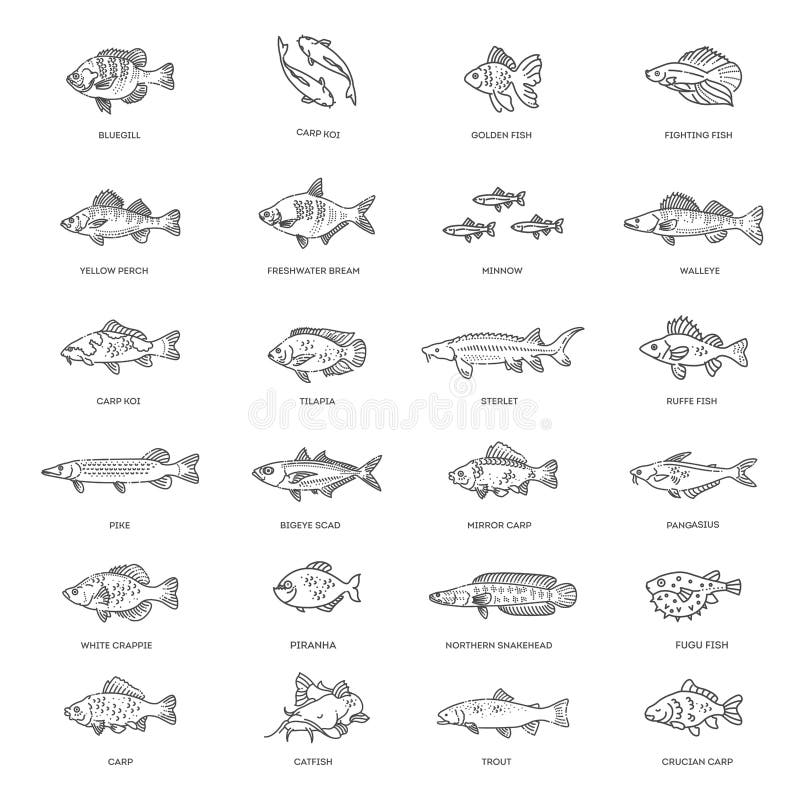 Freshwater Fish Set. Types of Edible Fish Stock Illustration ...