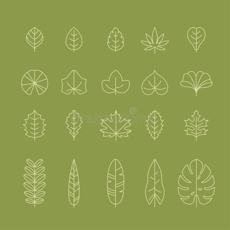 Different Types of Leaf Outline Icon Set. Foliage Thin Simple Outline ...