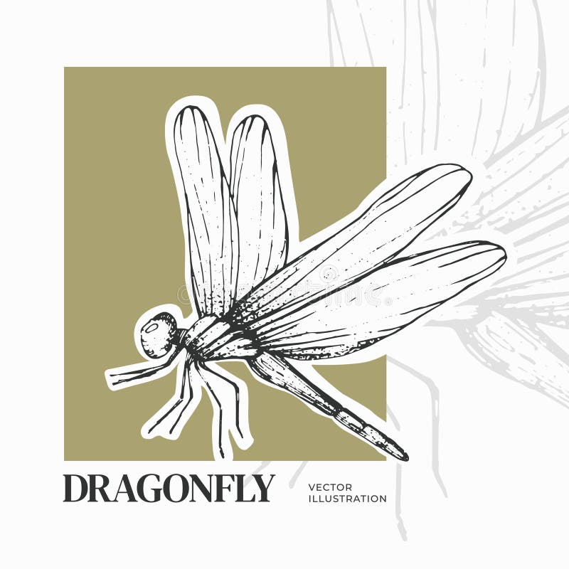 Vector Illustration of a Dragonfly in Engraving Style. Flying Insect ...