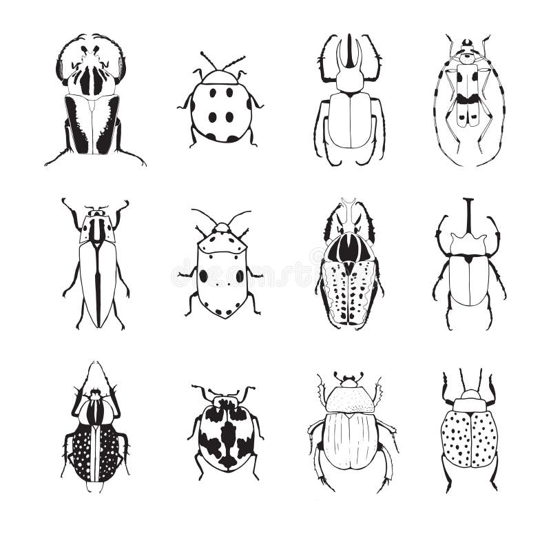 Vector Illustration. Drawing of Bugs Stock Vector - Illustration of ...