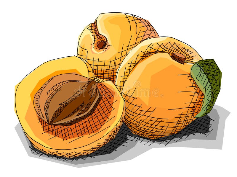 Vector Illustration of Drawing Fruit Apricots. Stock Vector ...