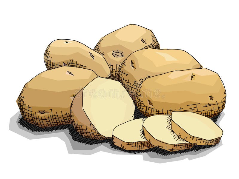 Vector Illustration of Drawing Vegetable Potatoes. Stock Vector ...