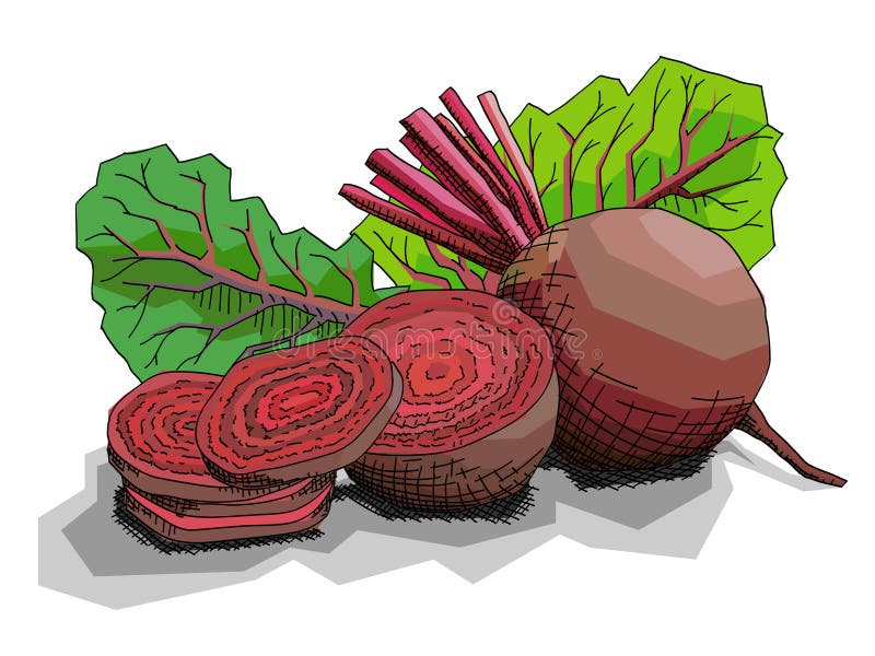 Vector Illustration of Drawing Vegetable Red Beets. Stock Vector ...
