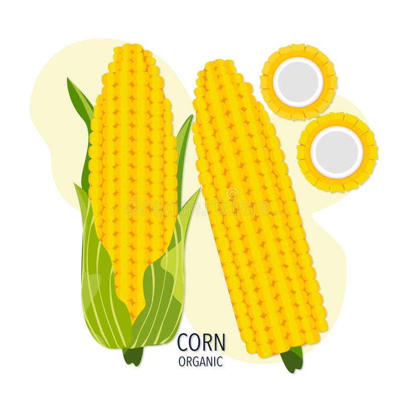 Vector Illustration of an Ear of Corn Cut in Half on a White Background ...