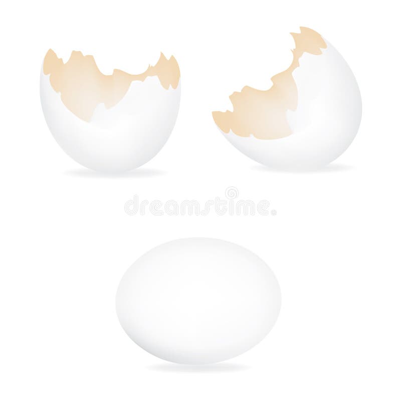 White eggs shells vector stock vector. Illustration of life - 359565310