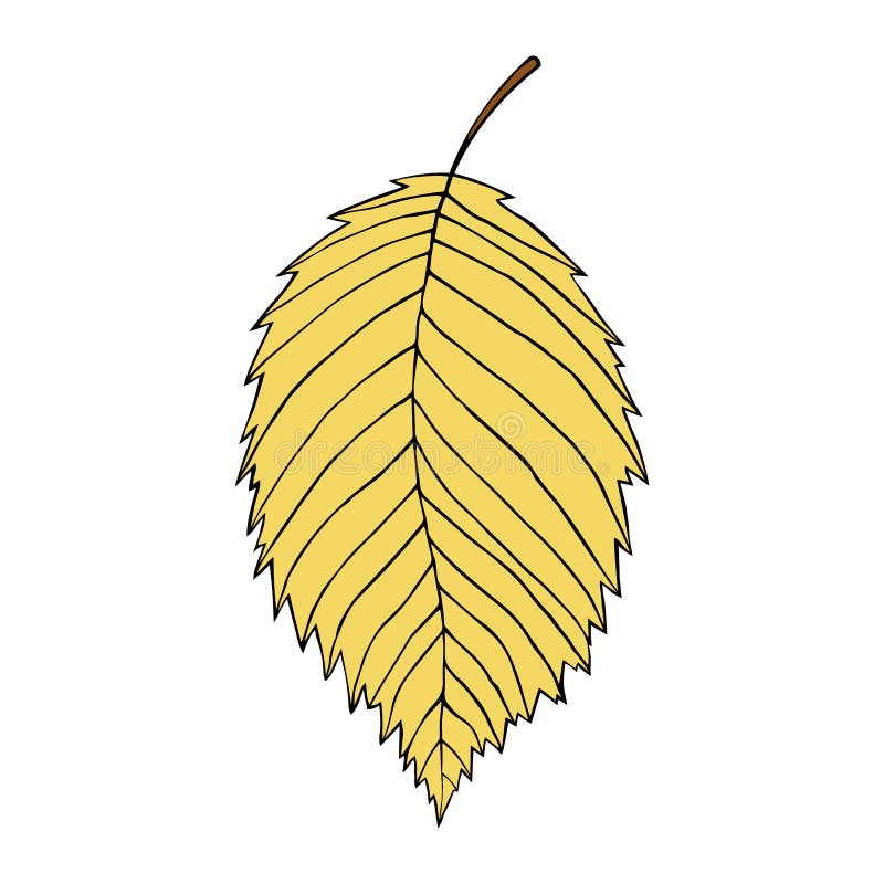Elm Leaf Drawing Stock Illustrations – 772 Elm Leaf Drawing Stock ...