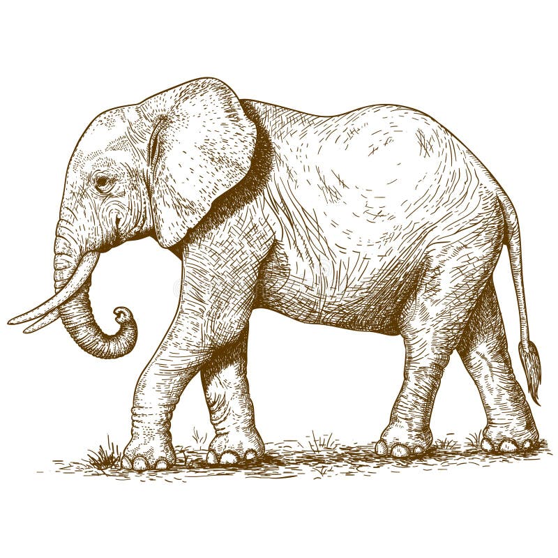 African Elephant Vector