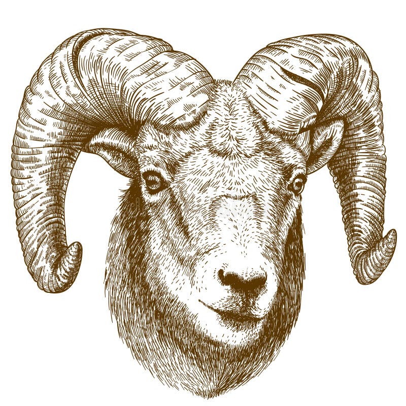 Ram Head Stock Illustrations – 11,839 Ram Head Stock Illustrations ...