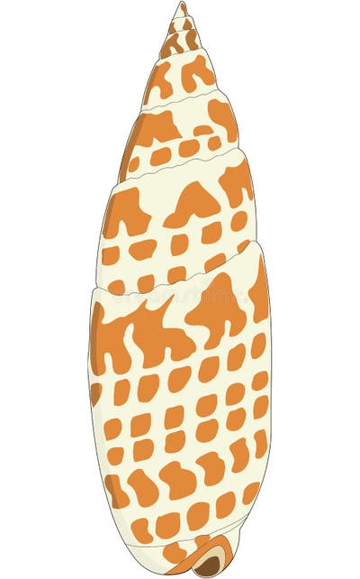 Episcopal Miter Shell Illustration Stock Vector - Illustration of ocean ...