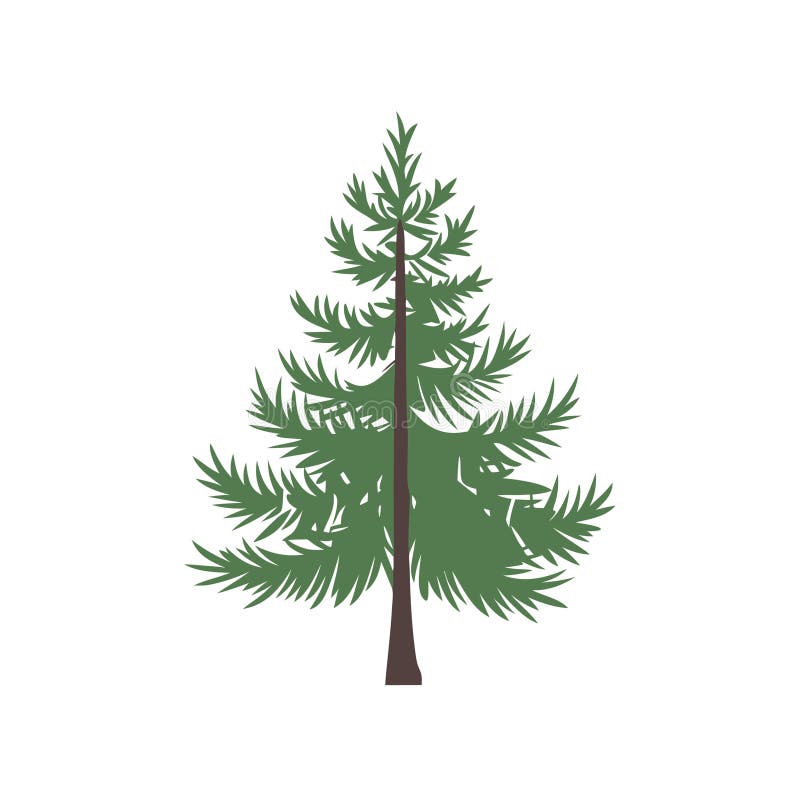 Evergreen Tree Clip Art Vector Images Illustrations